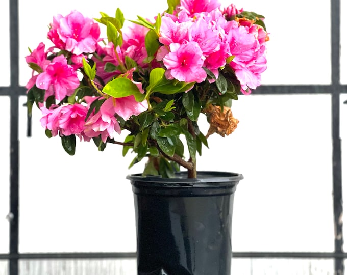 Pink Ruffle Azalea, Rutherford Hybrid, Pink Ruffle,pink Azalea, Azalea ...