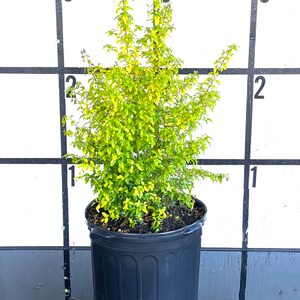 Sunshine Ligustrum 1 Gallon 3 Gallon 7 Gallon Full Sun Plants | Etsy
