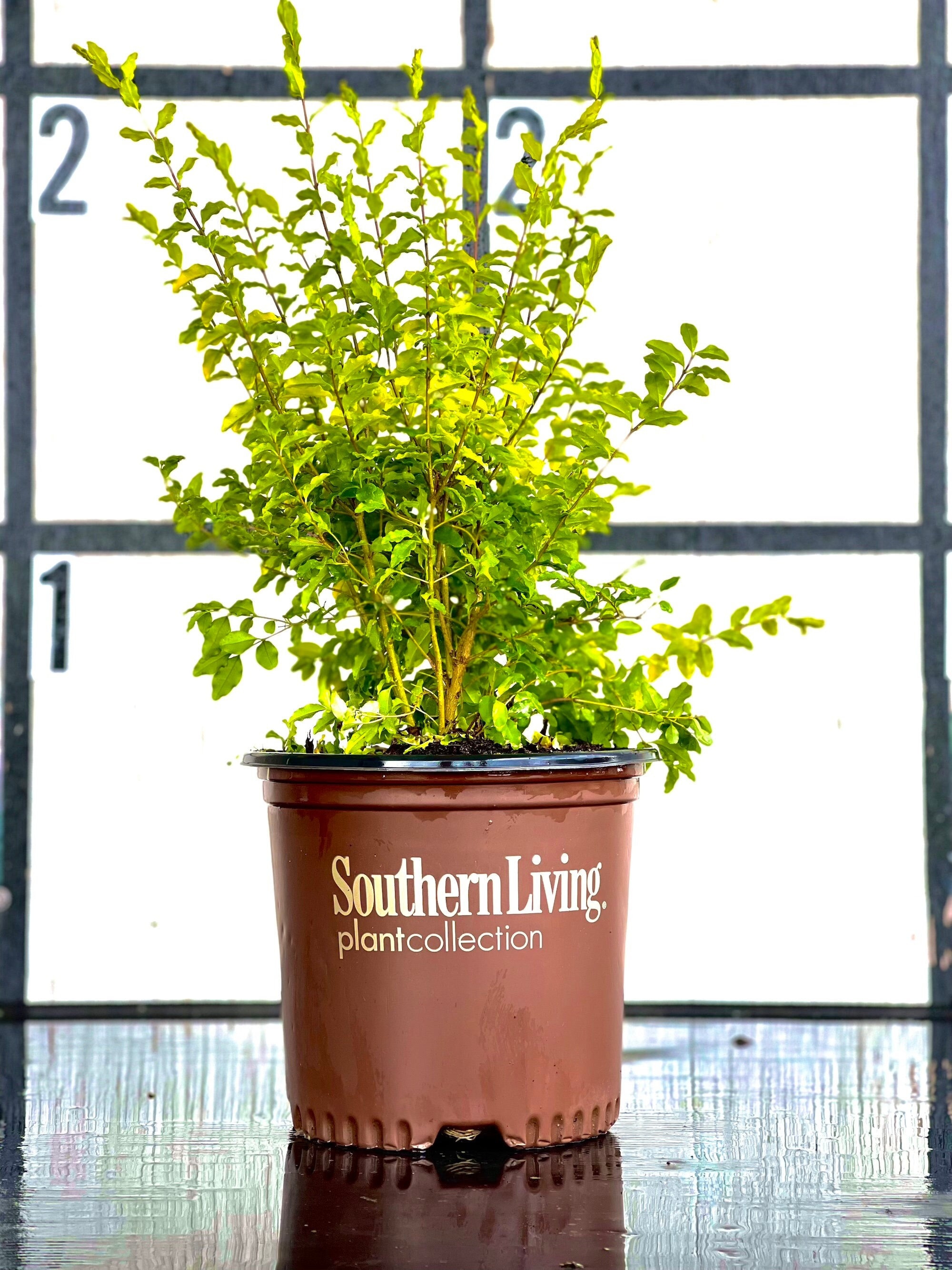Sunshine Ligustrum 1 Gallon 3 Gallon 7 Gallon Full Sun Plants ...