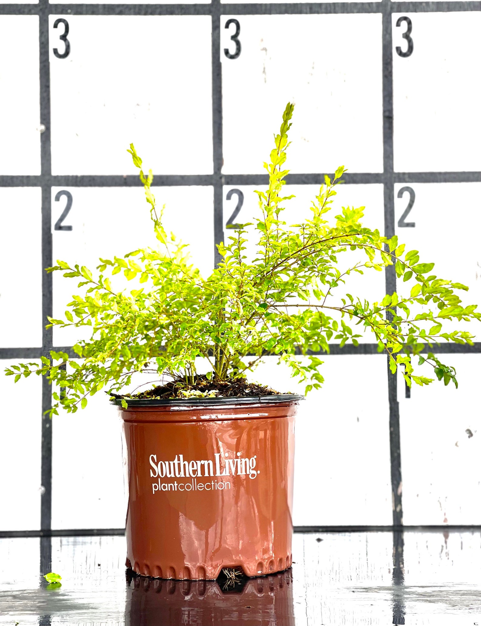 Sunshine Ligustrum 1 Gallon 3 Gallon 7 Gallon Full Sun Plants - Etsy