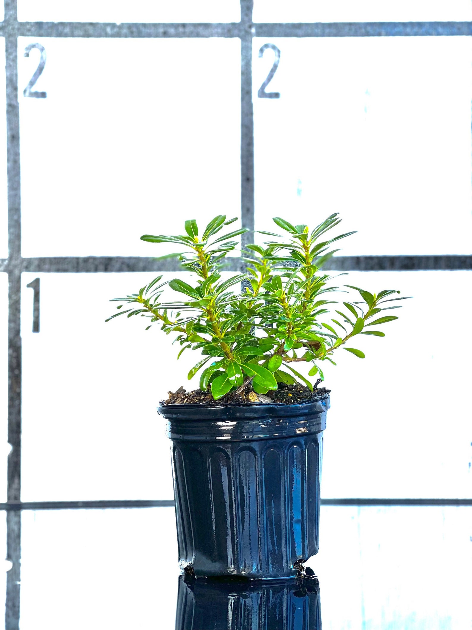 Wheelers Dwarf Pittosporum, Pittosporum, Low Growing Shrubs, Ground ...