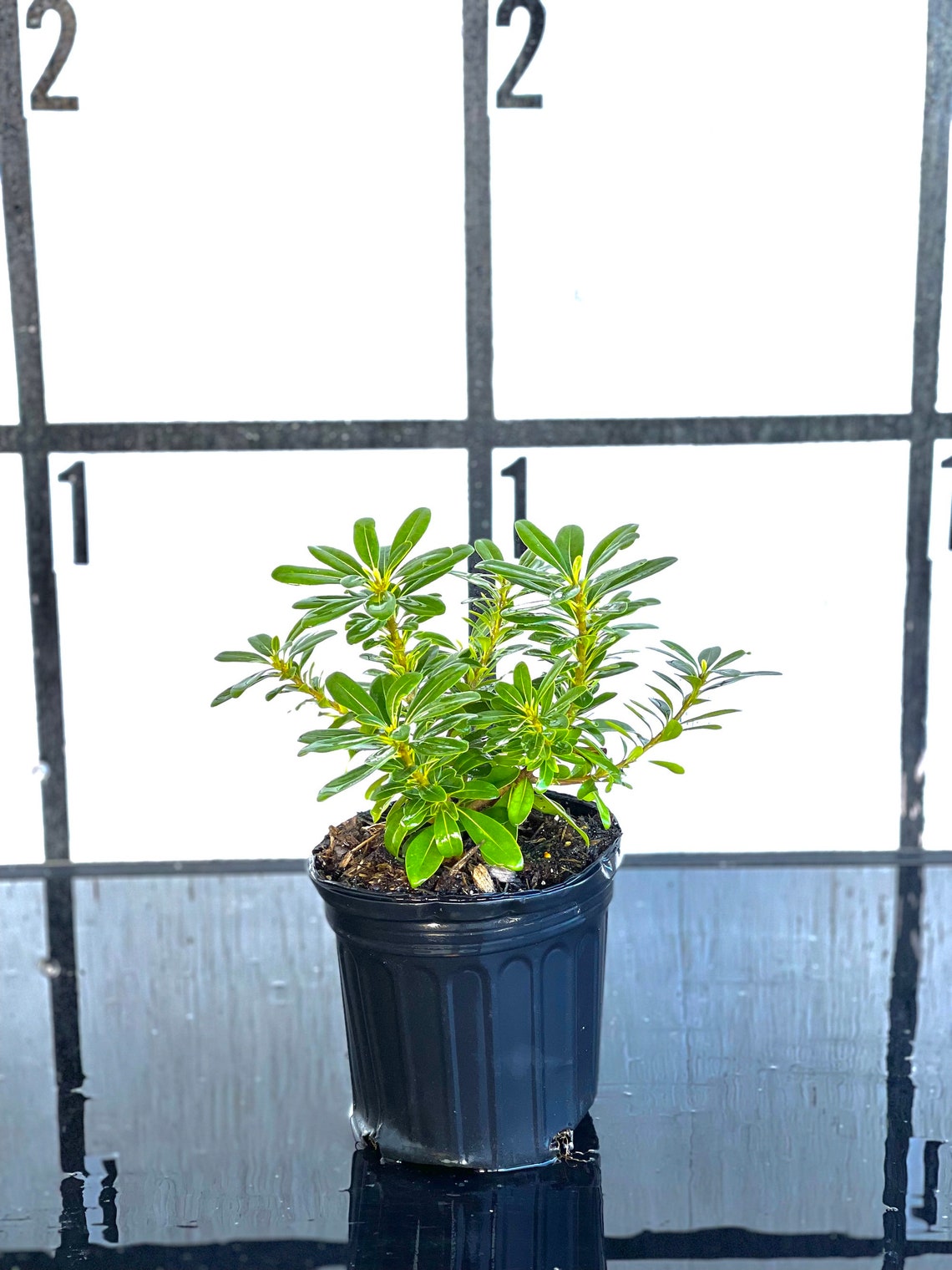 Wheelers Dwarf Pittosporum, Pittosporum, Low Growing Shrubs, Ground ...
