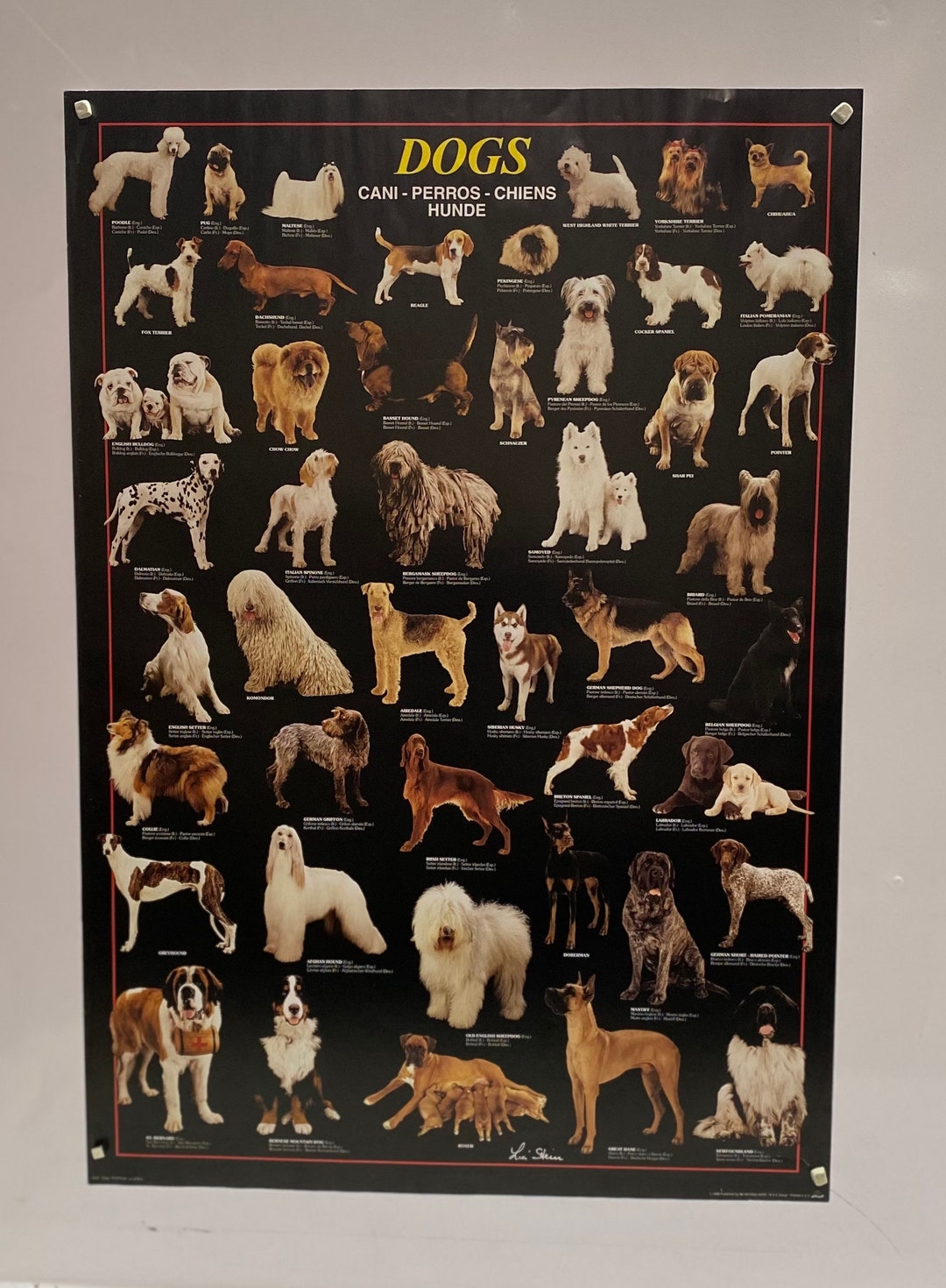 Dogs - Original Poster 1998 Photo by Lia Stein - Etsy