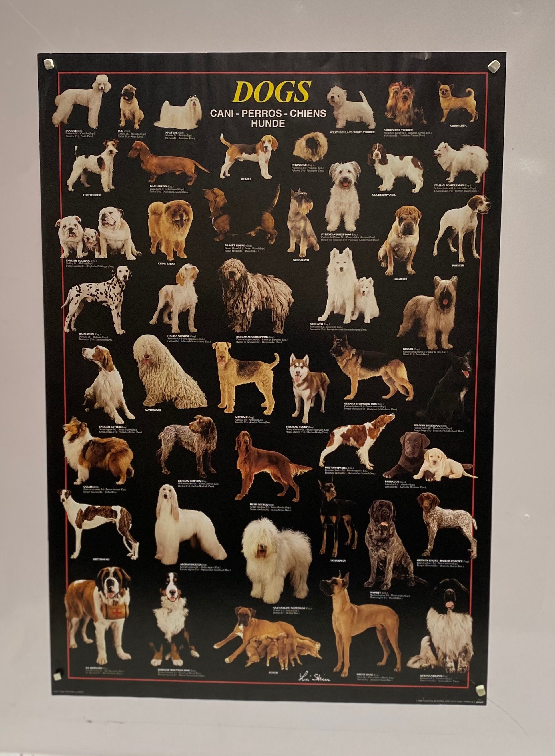 Dogs - Original Poster 1998 Photo by Lia Stein - Etsy