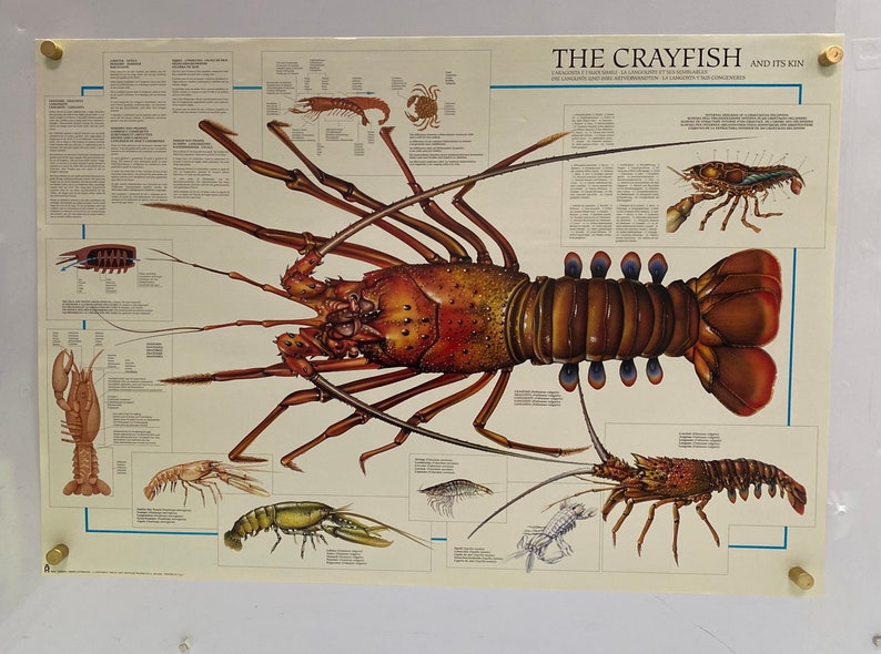 The Crayfish Educational Vintage Poster 1995 - Etsy