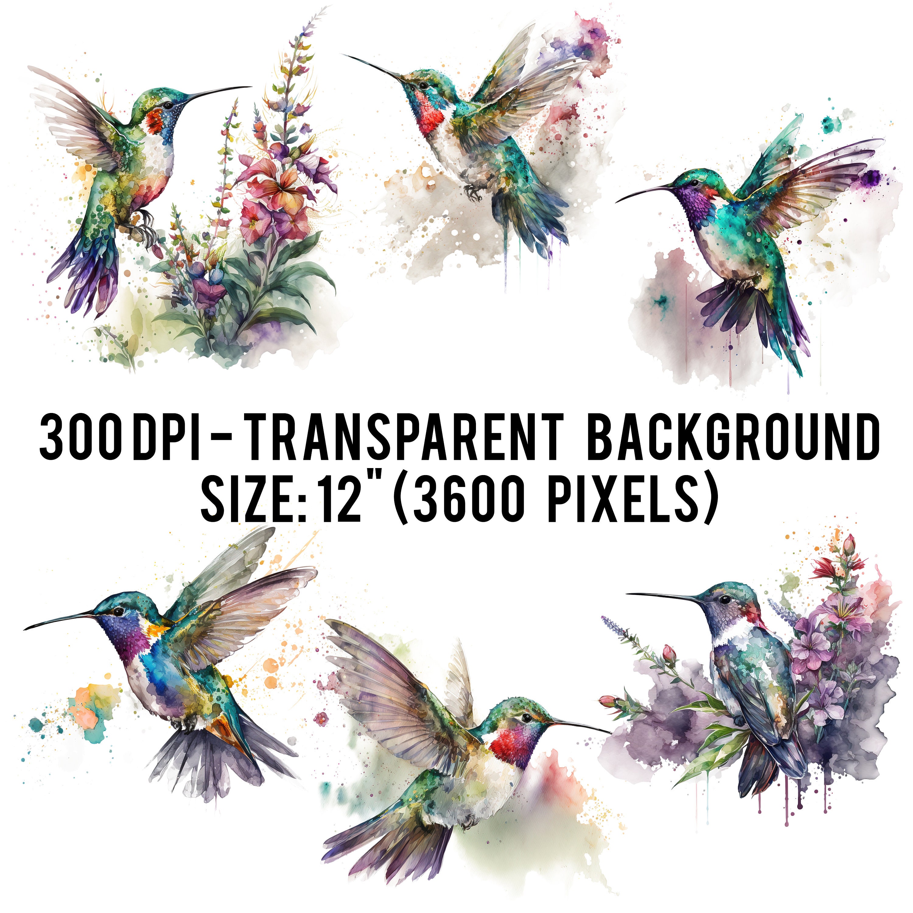 Hummingbird Watercolor Clipart Set Digital Download Bundle, Transparent ...