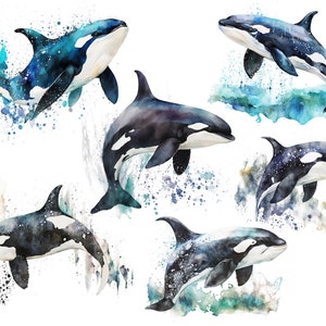 Orca Killer Whales Watercolor Clipart Set Digital Download - Etsy