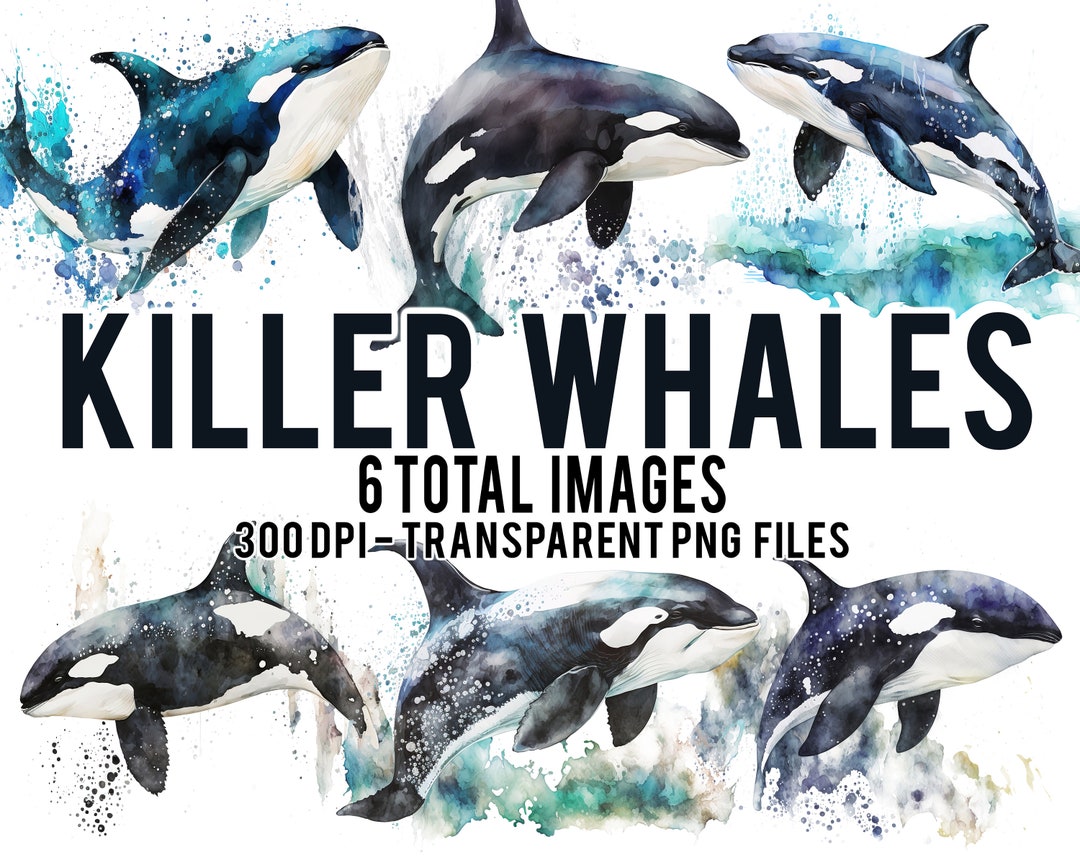 Orca Killer Whales Watercolor Clipart Set Digital Download - Etsy