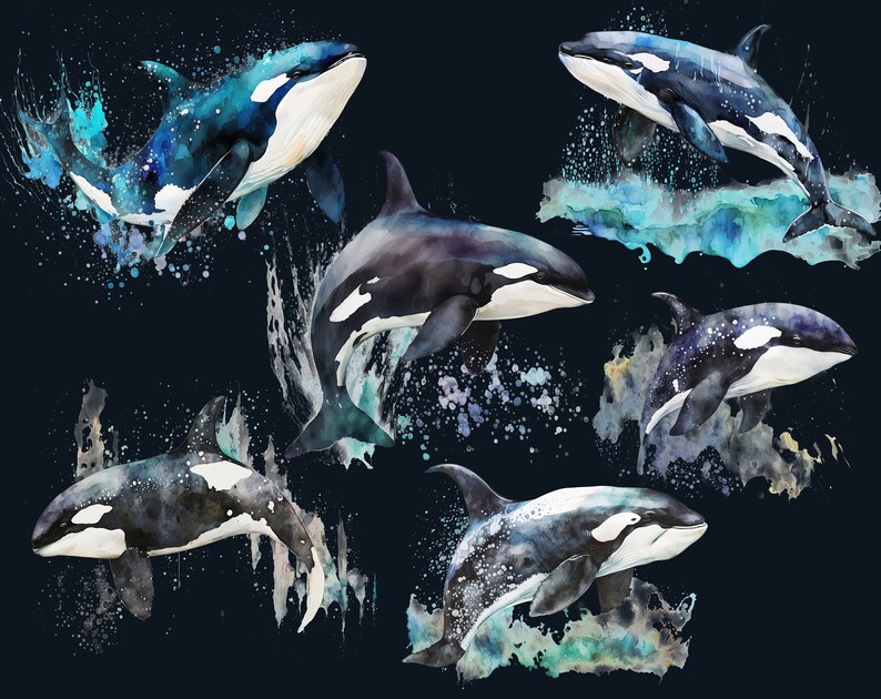 Orca Killer Whales Watercolor Clipart Set Digital Download - Etsy