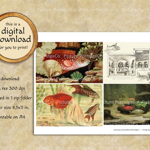 Aquarium Victorian Fish Tank Vintage Illustration Digital Instant ...
