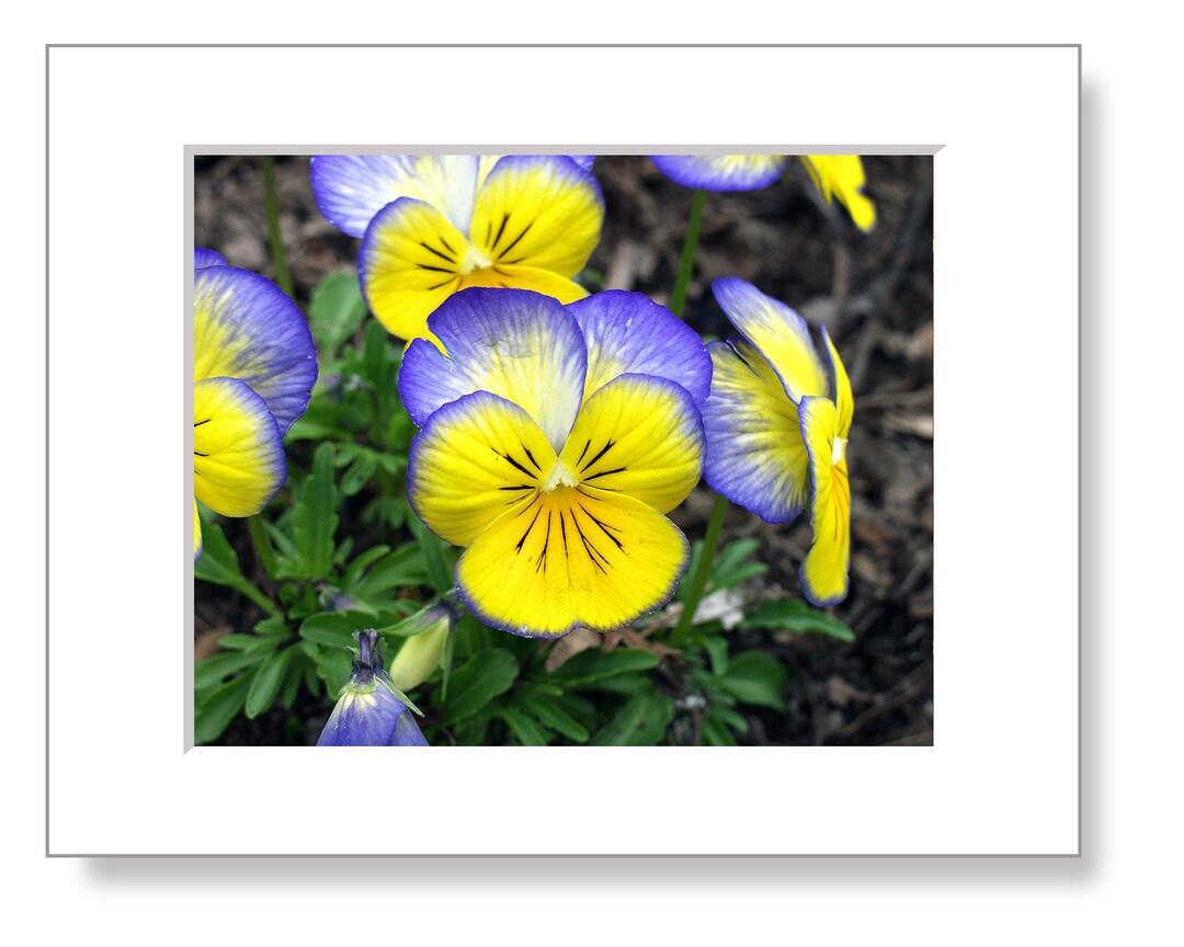 Bring Happiness Into Your Home With This Beautiful Viola Photo. It is ...