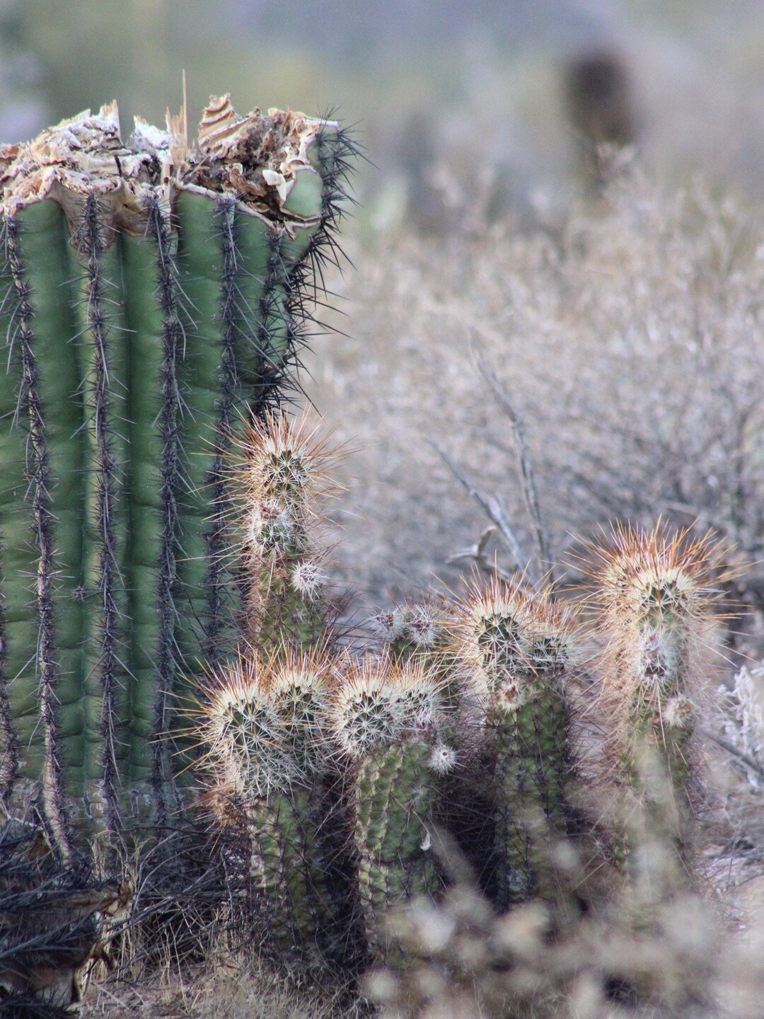 Saguaro Cactus and Friends Photograph - Etsy