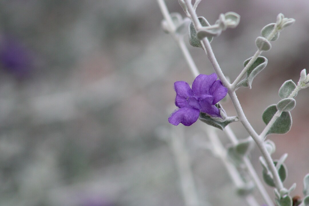 Silver Leaf Sage Photograph - Etsy