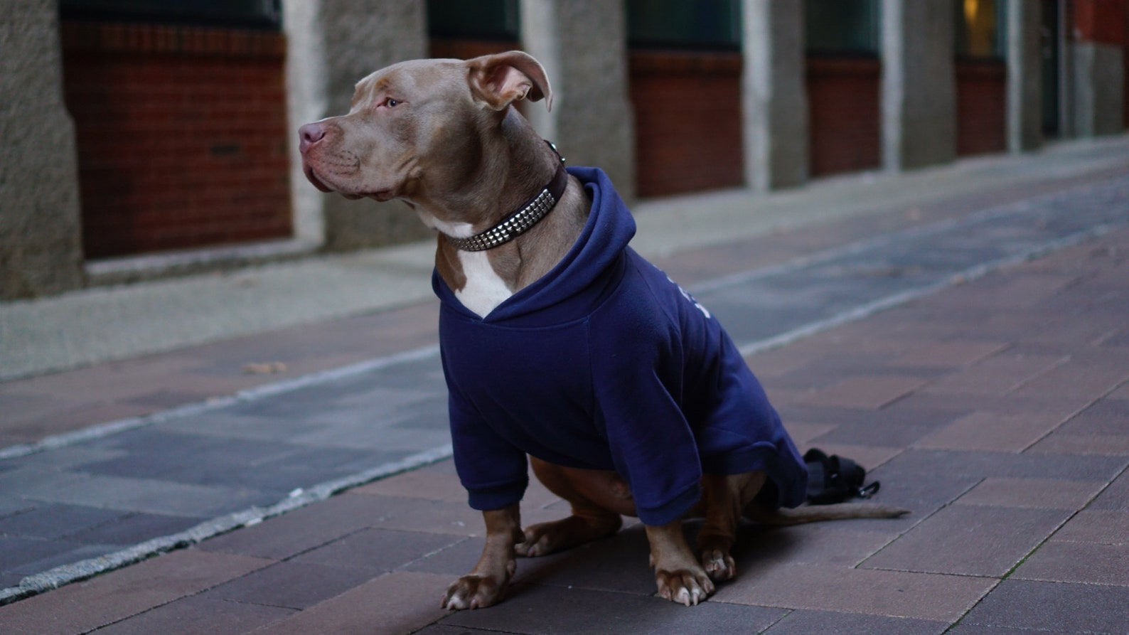 Super Soft Hoodie Sweaters for Dogs | American Bully High Quality Pet ...