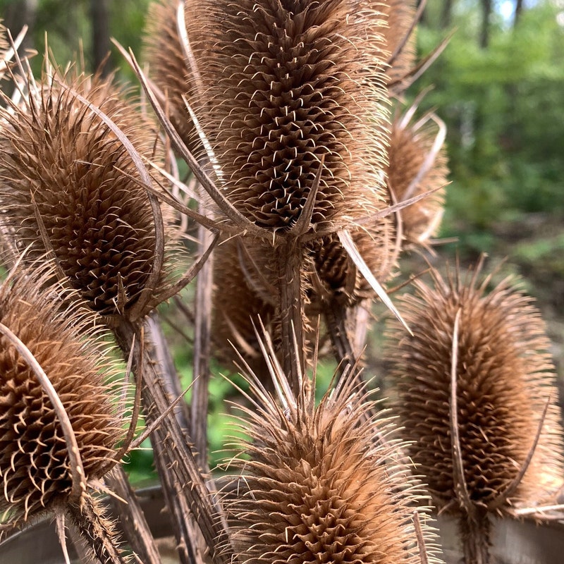 Teasel - Etsy