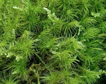MOSS -REAL- Wild-live Terrarium Moss -small Variety Pack -harvest per ...