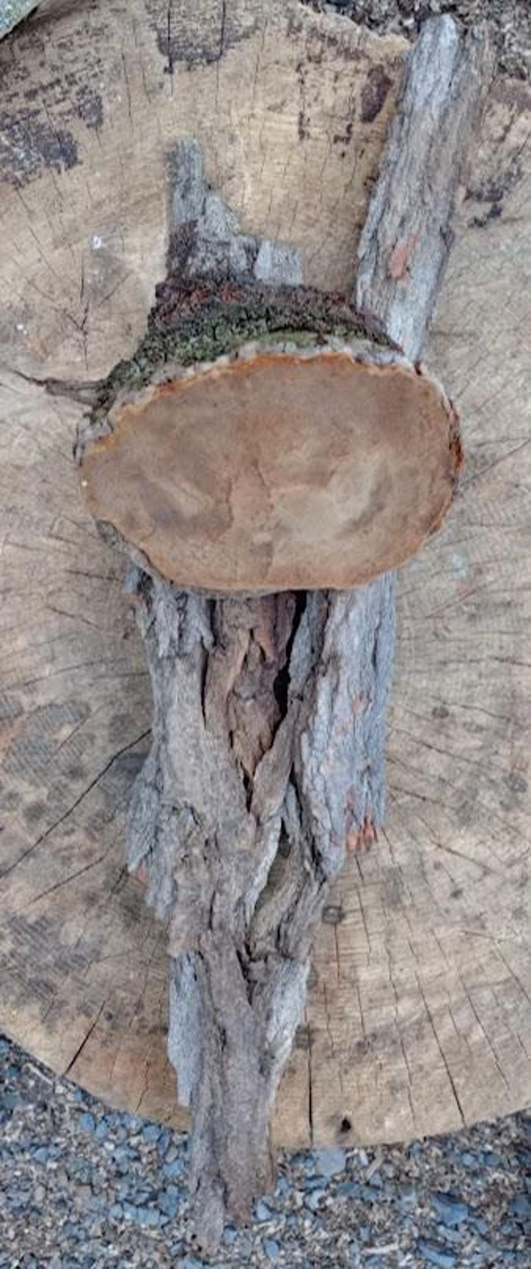 Crack Cap Polypore-large REAL Shelf Mushroom - Etsy