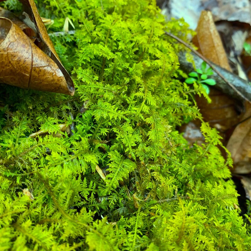 Live Moss - Etsy