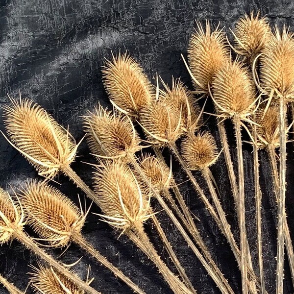 Teasel - Etsy