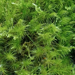 MOSS -REAL- Wild-live Terrarium Moss -small Variety Pack -harvest per ...