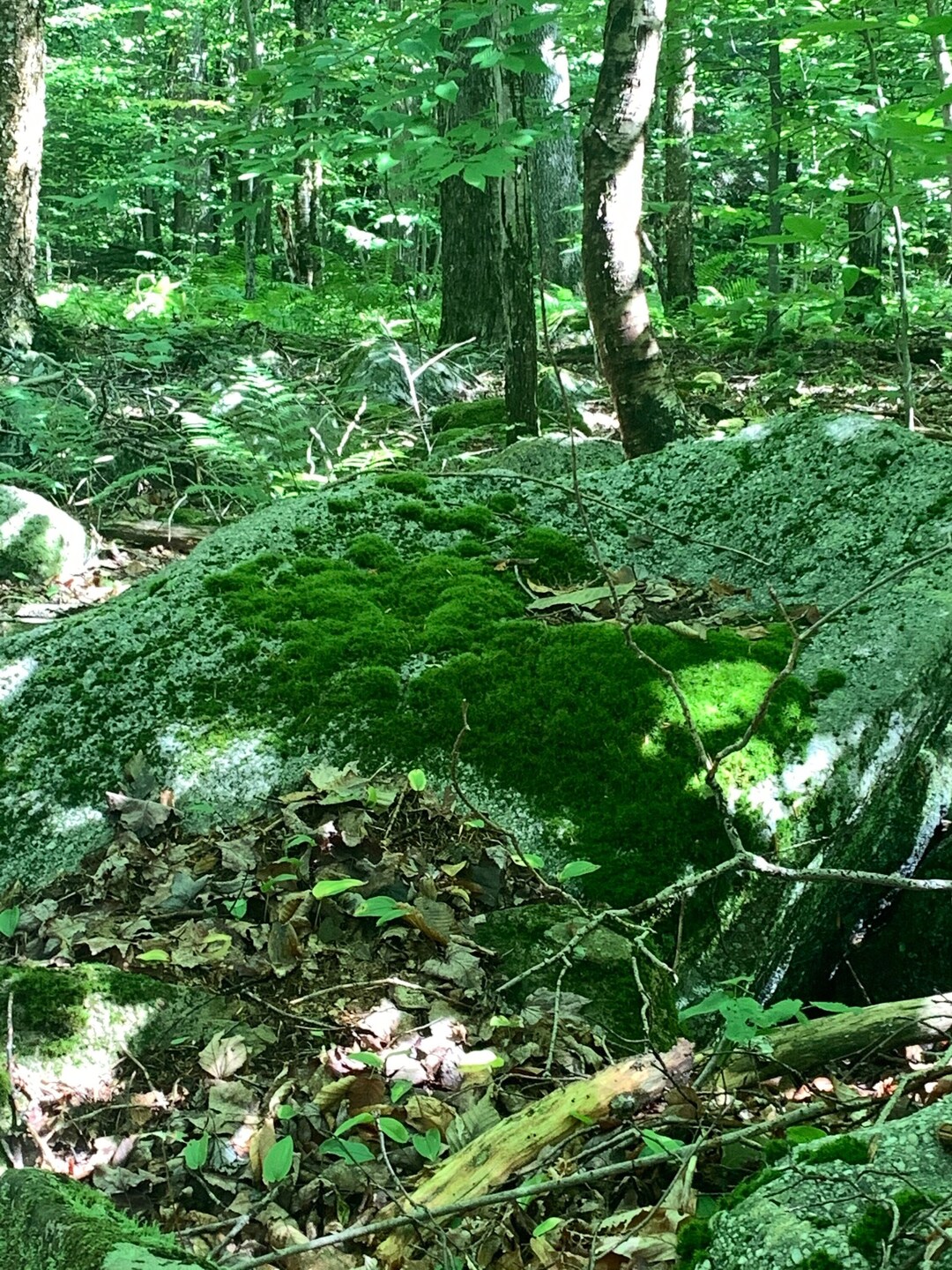 MOSS REAL Wild-live Terrarium Moss Variety Pack harvest per Order ...