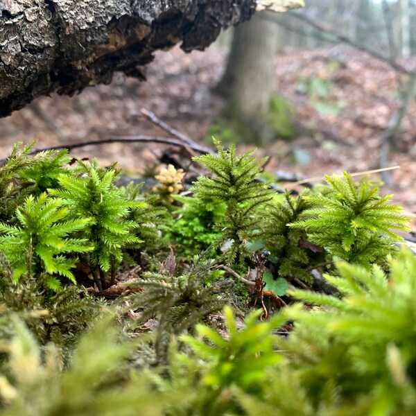 Moss Terrarium - Etsy