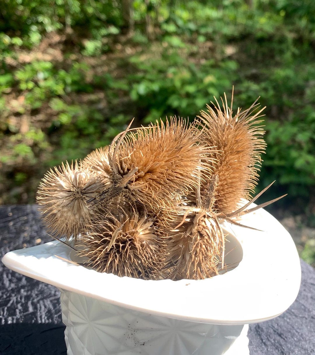 Wild Teasel / HEADS ONLY/ Dried / All Natural - Etsy