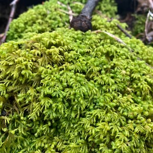 MOSS -REAL- Wild-live Terrarium Moss -small Variety Pack -harvest per ...