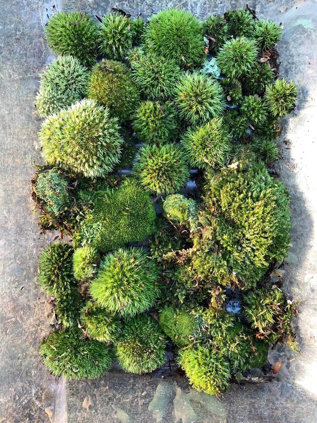 MOSS REAL Wild-live Terrarium Moss small Variety Pack harvest per Order ...