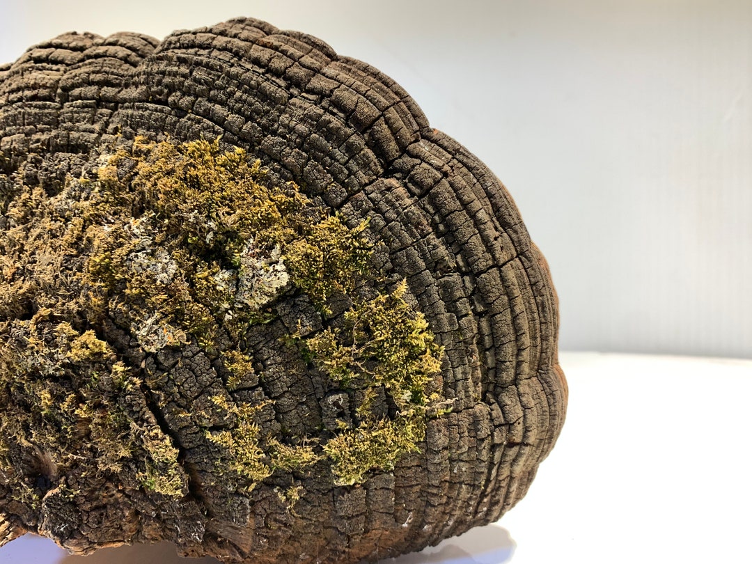 Large Cracked Cap Polypore-real Shelf Mushroom - Etsy
