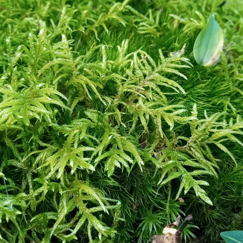 Wild Crafted Irish Moss - Etsy