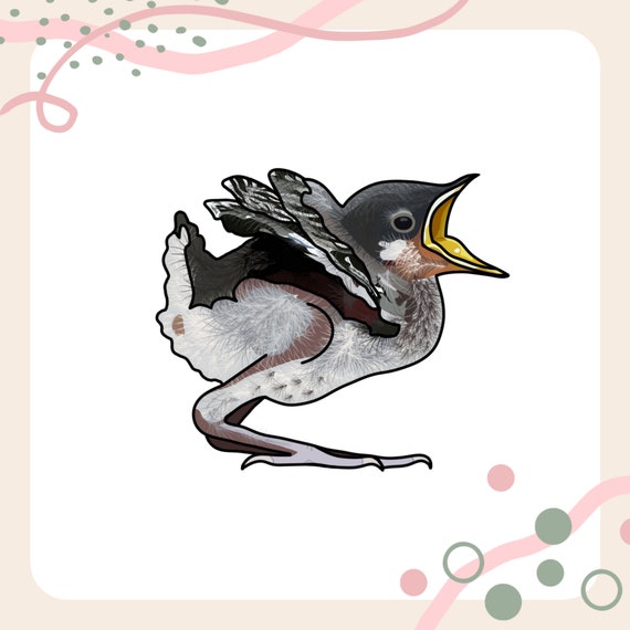 Northern Mockingbird Baby