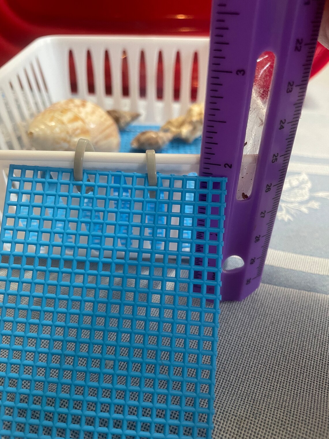 Plastic Shell Shop With a Few Shells - Etsy