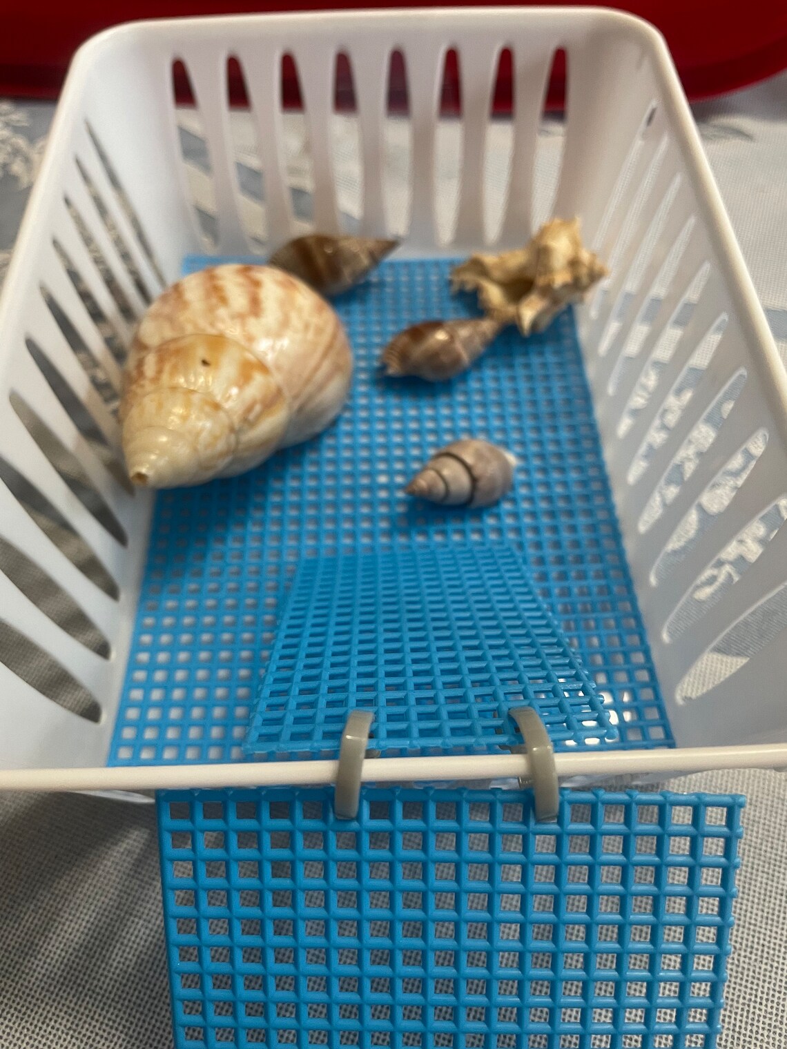 Plastic Shell Shop With a Few Shells - Etsy