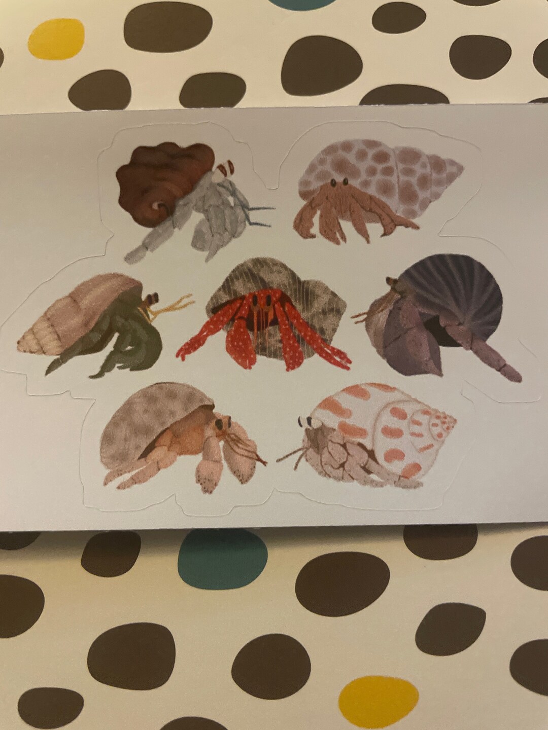 Hermit Crab Matte Sticker - Etsy