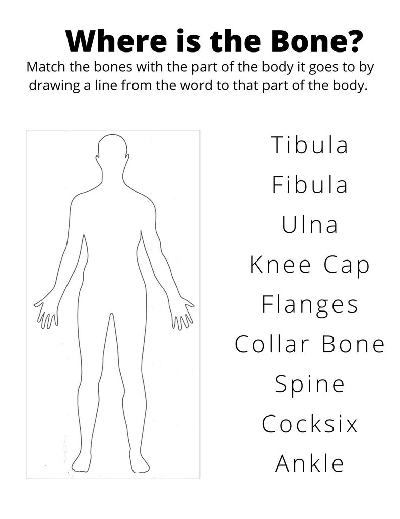 Where is the Bone? Matching Worksheet - Etsy Ireland
