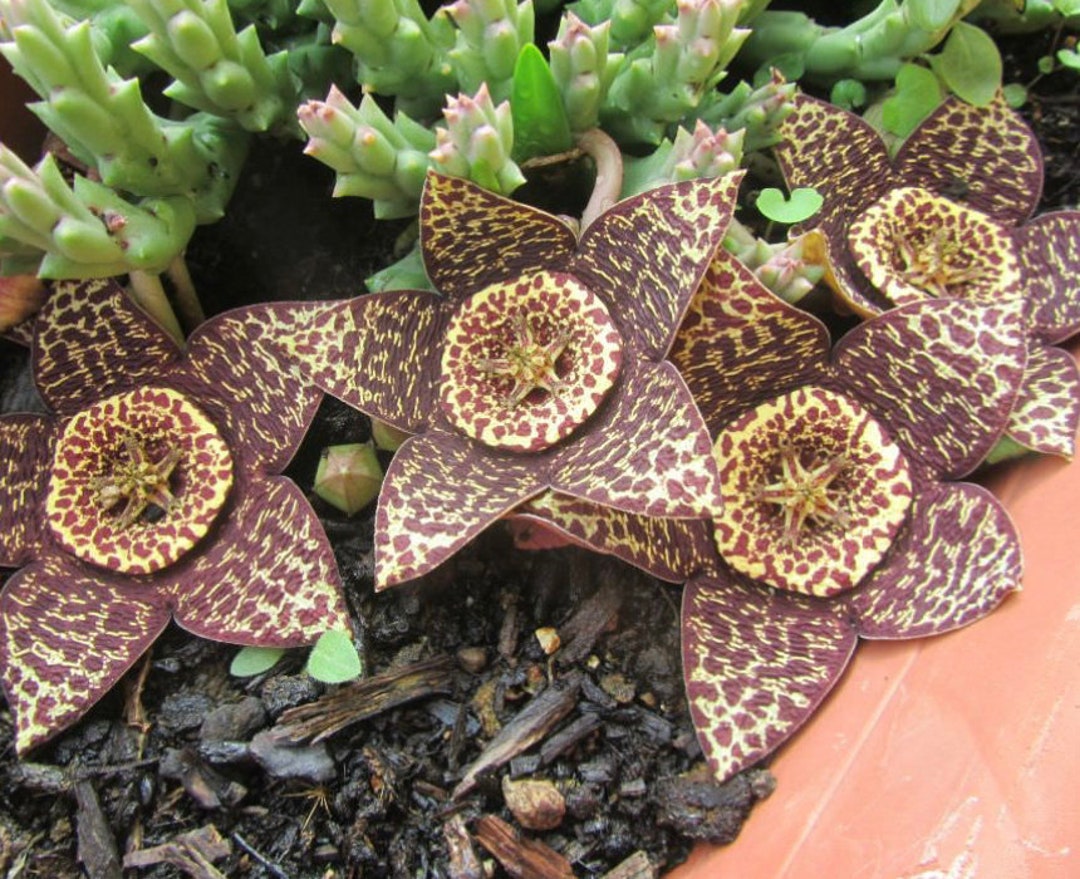 Stapelia Orbea Variegata 6 Plant Cutting Starfish Flower - Etsy