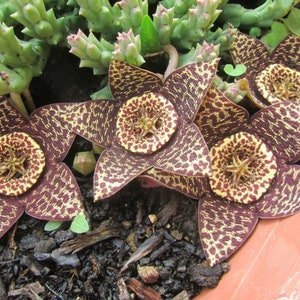 Stapelia - Etsy