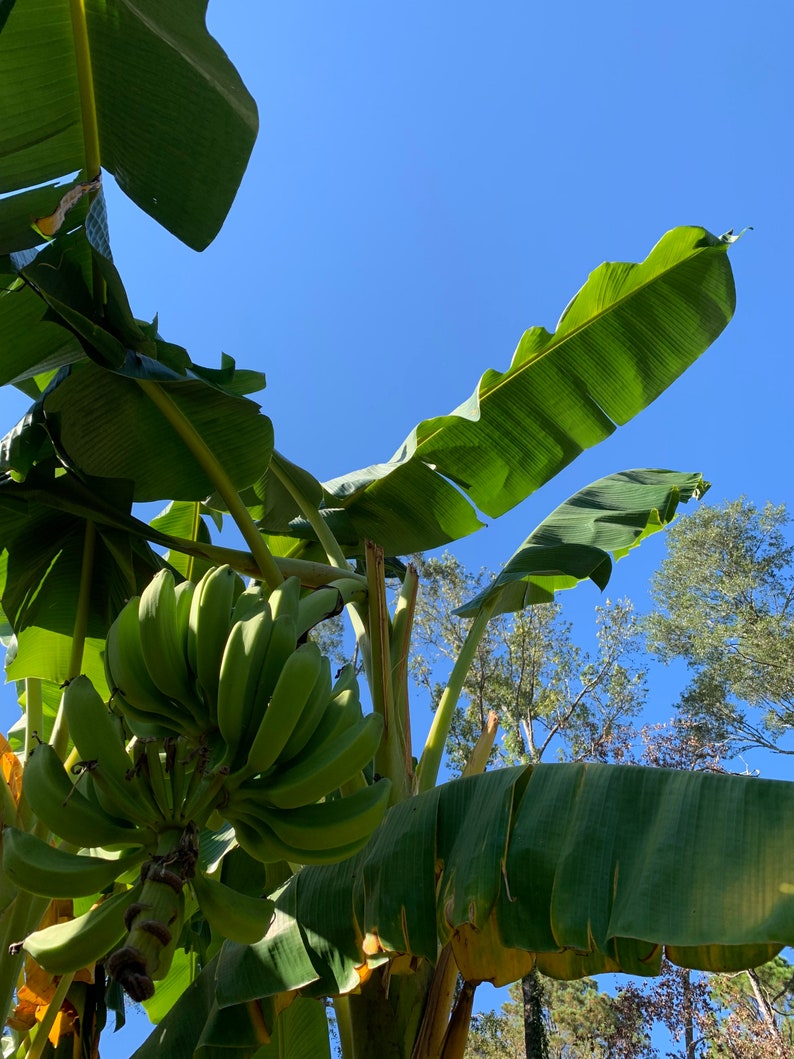 Orinoco Bananas Plants - Etsy