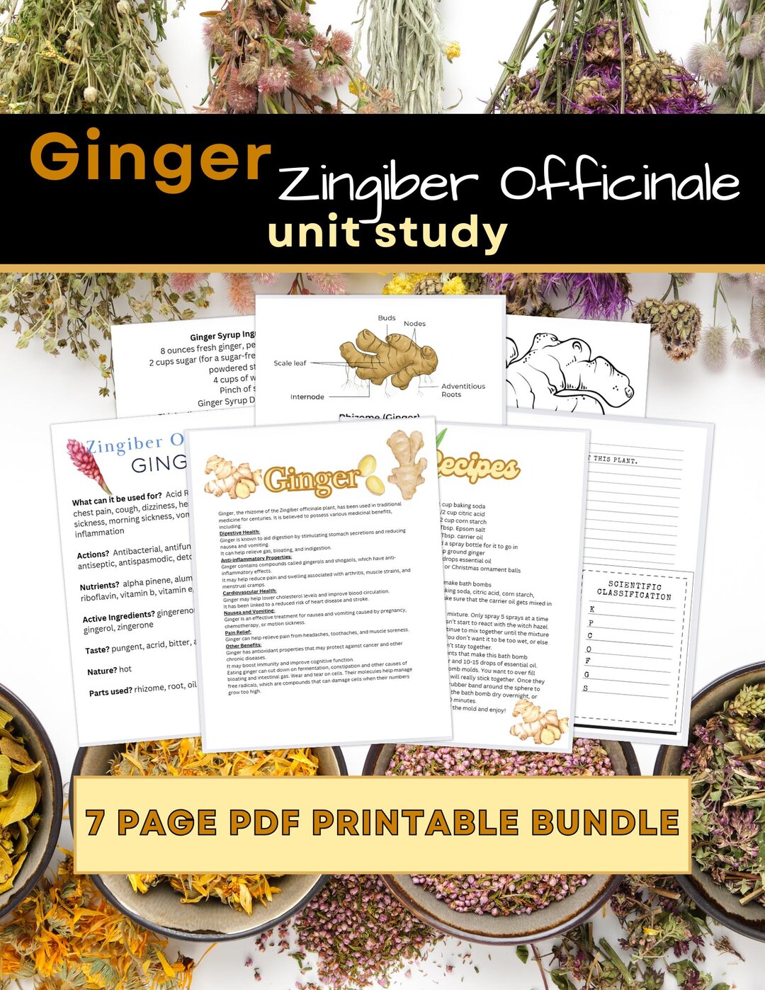 Ginger Unit Study - Etsy