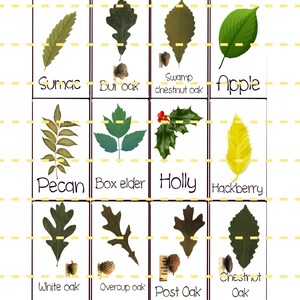 Leaf Unit Study Worksheets and Activities With 36 Mini Leaf ...