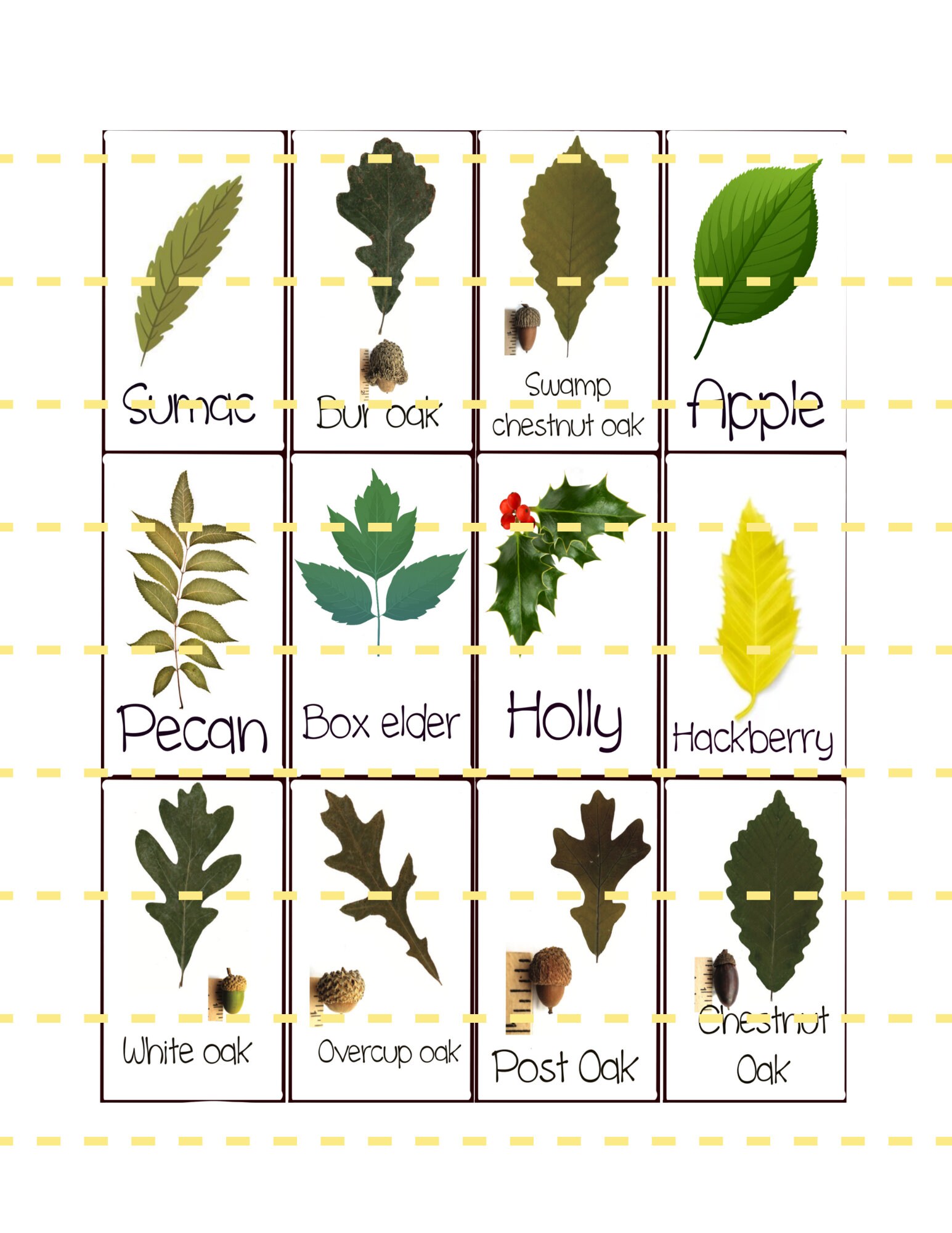 Leaf Unit Study Worksheets and Activities With 36 Mini Leaf ...