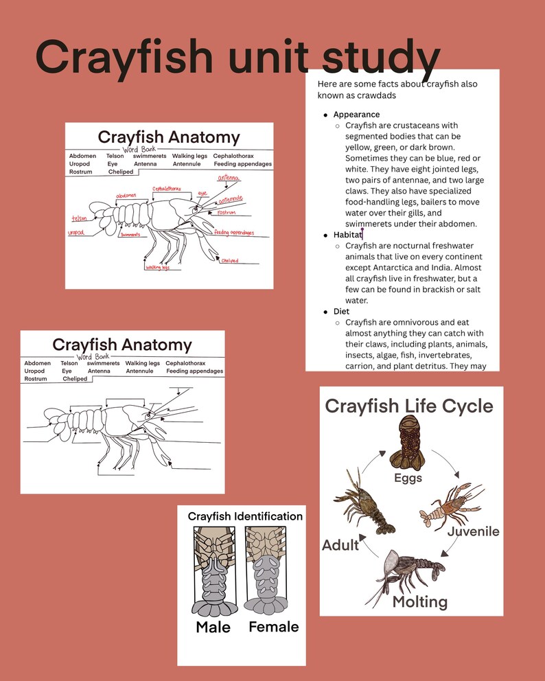Crayfish Nature Unit Study - Etsy