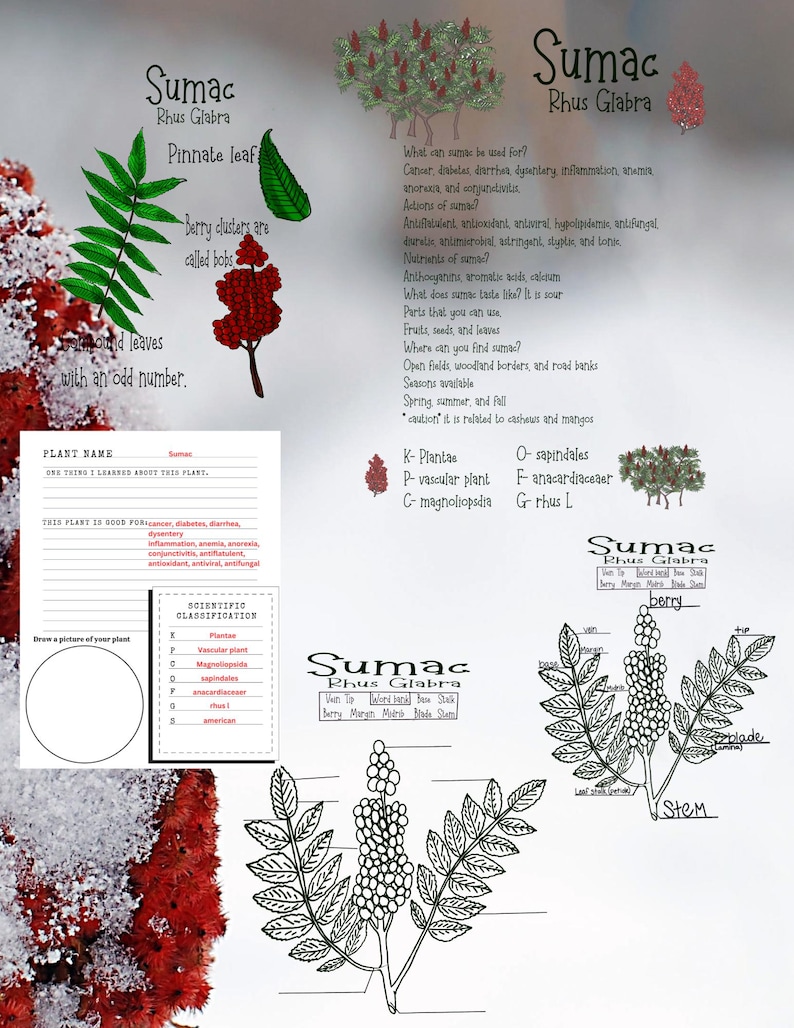 Sumac Unit Study Herbal Unit Study Homeschool Worksheet Nature ...