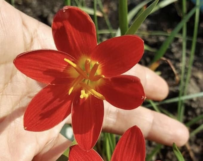 Queen Emma Plant, Crinum Lily Plant - Etsy