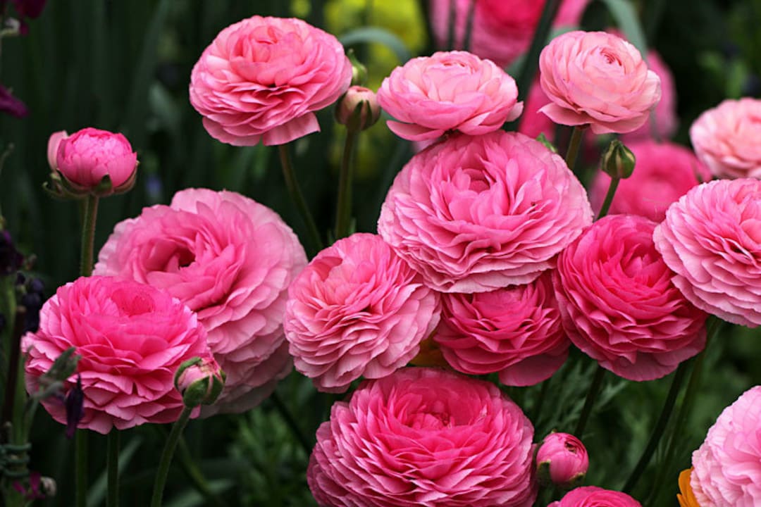 2 Ranunculus Tecolote Flower Bulbs FW95221-2 - Etsy