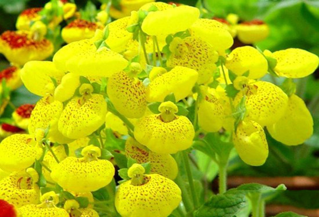 10 Rare Slipper Flower Fascination Flower Seeds EW91001-4 - Etsy