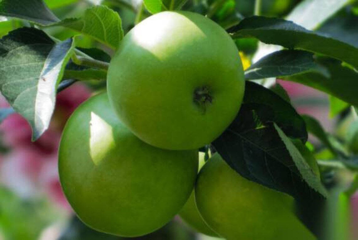 10 Apple Tree Seeds HW94004 - Etsy