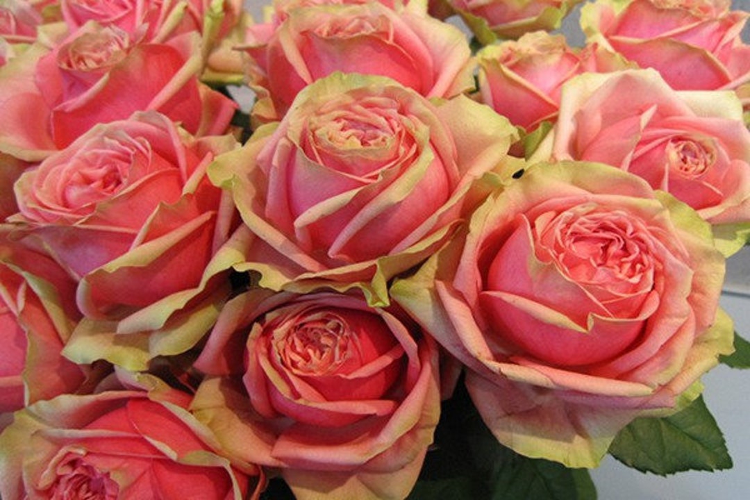 10 ROSE Rosa Bush Flower Seeds BW97001-32 - Etsy