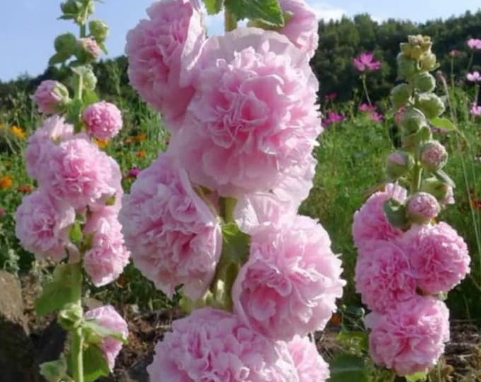 Alcea Rosea Chater’s Chamois (hollyhock) 10 Flower Seeds - Etsy